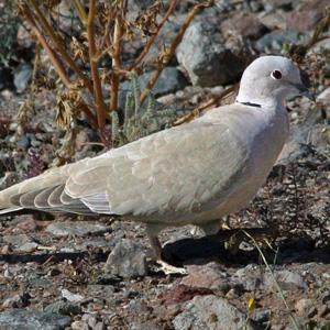 Journal | Arizona Birds