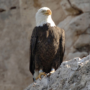 Journal | Arizona Birds