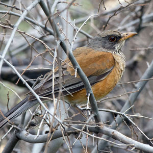 Journal | Arizona Birds