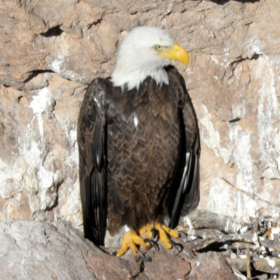 Journal | Arizona Birds